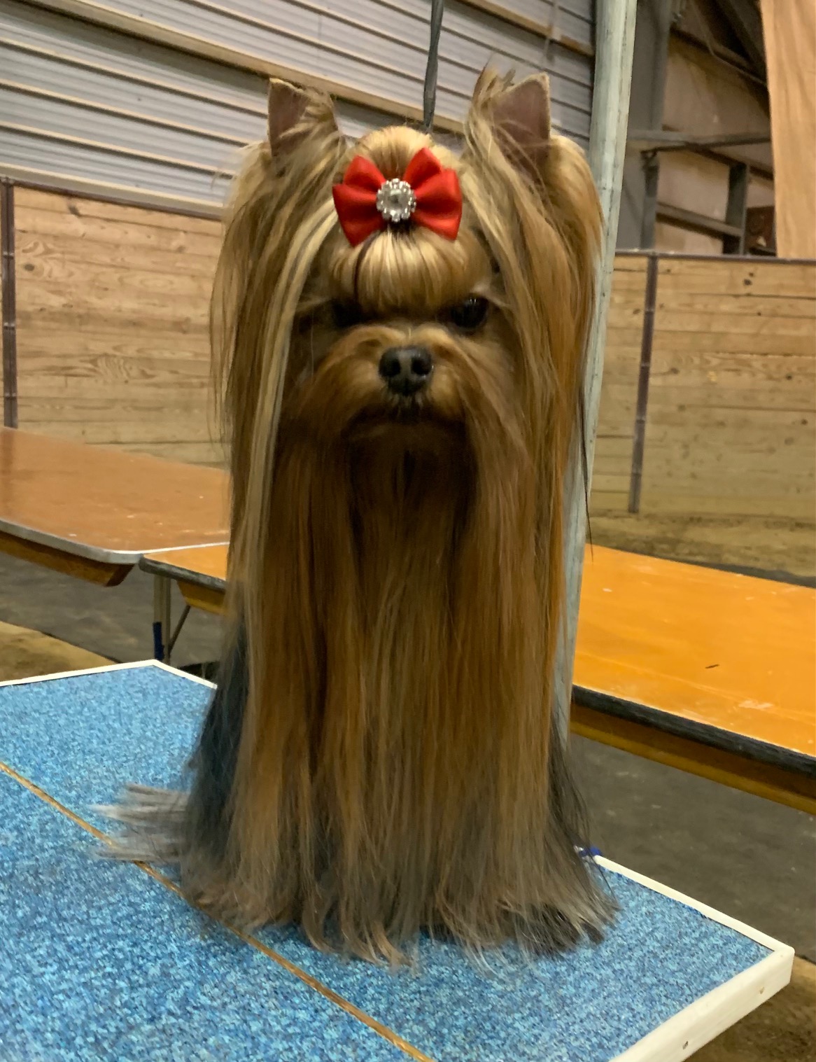 Sires – Star Shine Yorkies