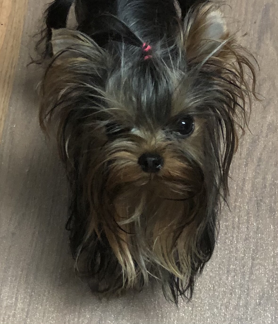 Star Shine Yorkies – Standard of Excellence